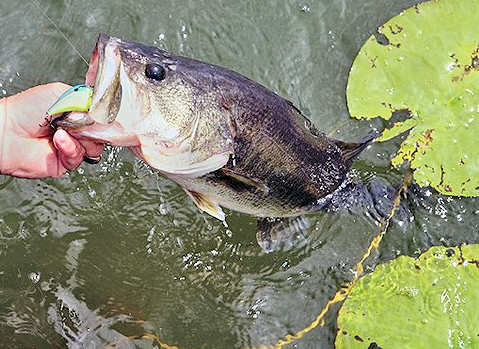 Freshwater Fishing Spots for Popular Lakes and Reservoirs